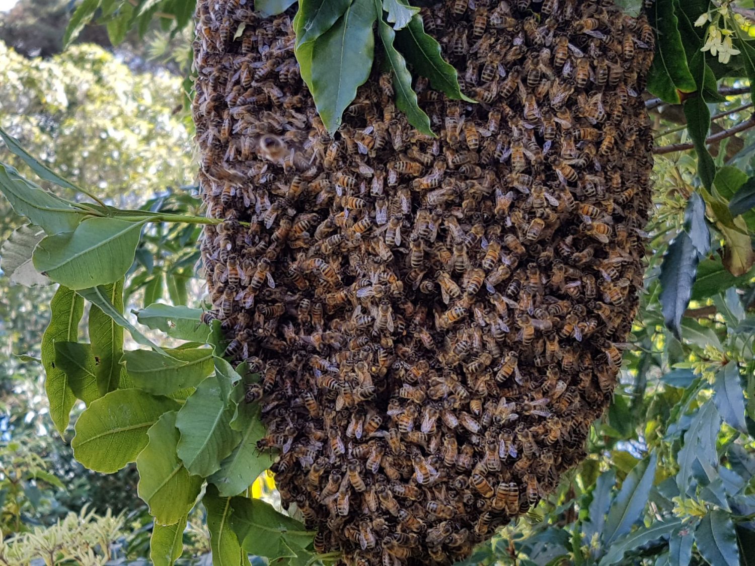 Bee and Swarm Collection - The Bearded Bee