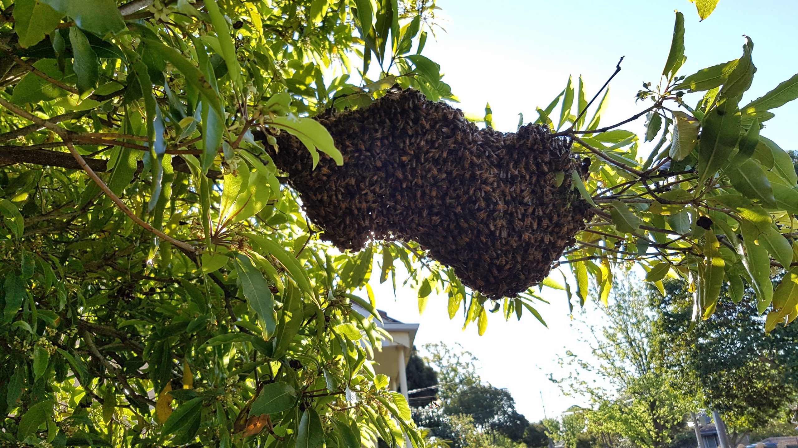 Bee and Swarm Collection - The Bearded Bee