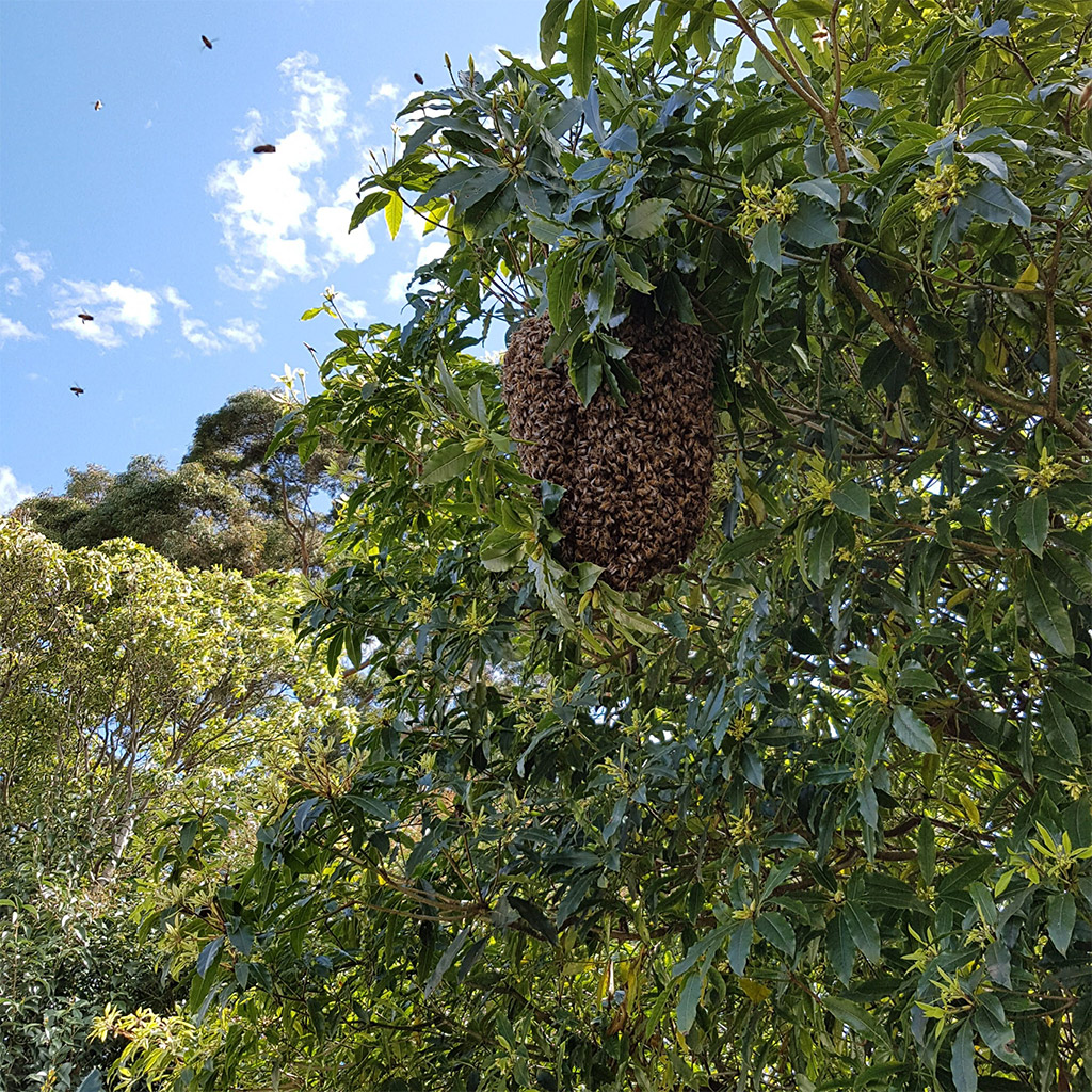 The Bearded Bee – 100% raw honey sales, harvested from the eastern ...
